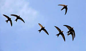 Tornano le rondini – F1 2017 | Sorpassi dal Divano